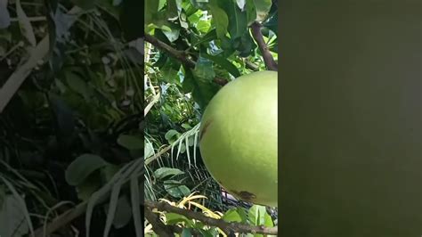 Meracle Fruit Youtube