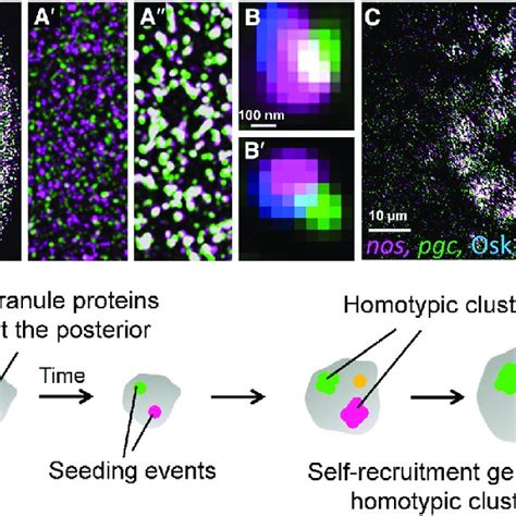 Summary Of Drosophila Germ Granule Formation A Confocal Maximum Download Scientific Diagram