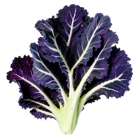 Download Purple Kale Png Ynv7