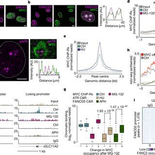 Multimerization Sequesters MYC From RNAPII A Heat Map Of MYC Occupancy
