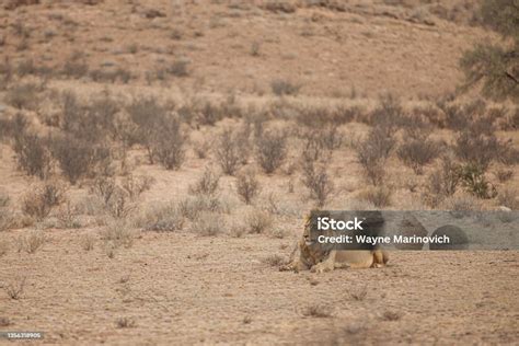 남아프리카 공화국 갈라가디에서 보석을 먹은 후 쉬고 있는 칼라하리의 흑인 사자 0명에 대한 스톡 사진 및 기타 이미지 0명 갈고리 발톱 갈기 Istock