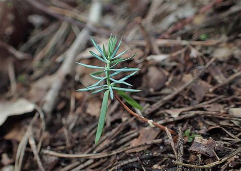 How To Grow Juniper A Comprehensive Guide
