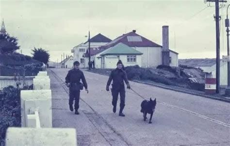 Tom El Perro Soldado De Malvinas Que Tambien Hizo Historia