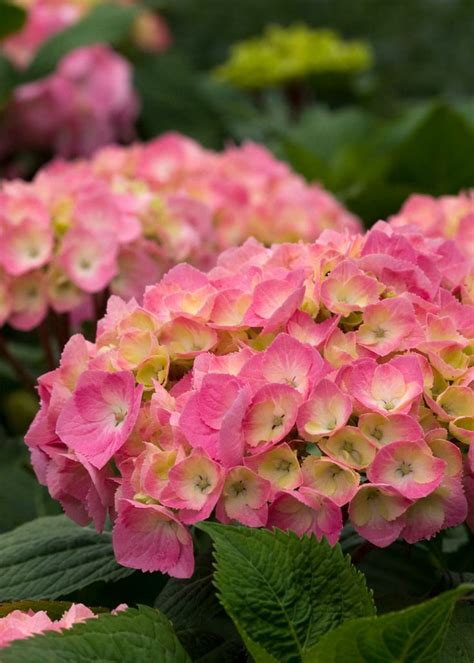 Lets Dance® Big Easy® Hydrangea Macrophylla Proven Winners Easy