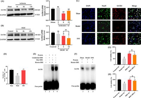 Downregulation Of Satb1 Expression And Dna Binding Activity After