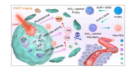 Dual Nanozyme Driven Ptsn Bimetallic Nanoclusters For Metal Enhanced Tumor Photothermal And