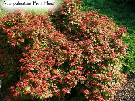 Photo Of The Entire Plant Of Japanese Maple Acer Palmatum Beni Hime
