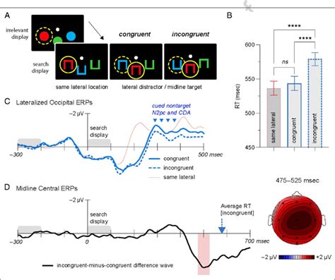 Behavioral And Electrophysiological Effects Of Congruency Between