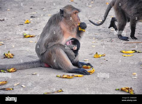 Macaque Long Tailed Monkey Close Up Portrait Sitting In Phuket Town