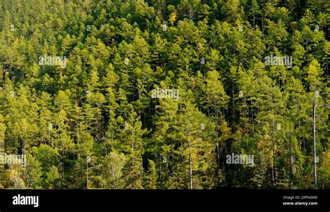Larch Trees Larix Sp In Taiga Habitat Near Kema River Central