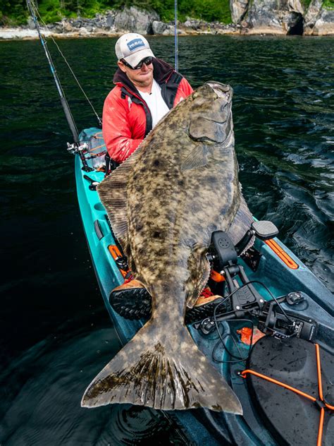 Adam Fisk Lands One Helluva Halibut In Alaska Kayak Angler