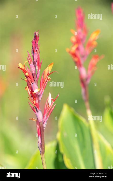 Close Up Of Indian Shot Canna Indica Flowers In Bloom Stock Photo Alamy