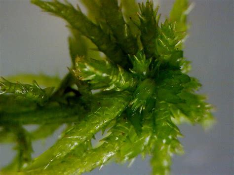 El Mundo MicroscÓpico De Las Plantas