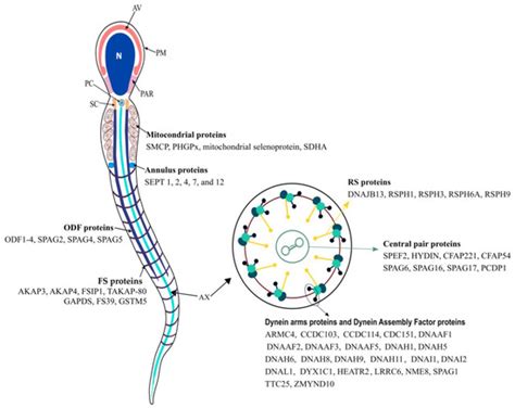 Morphological And Molecular Bases Of Male Infertility A Closer Look At