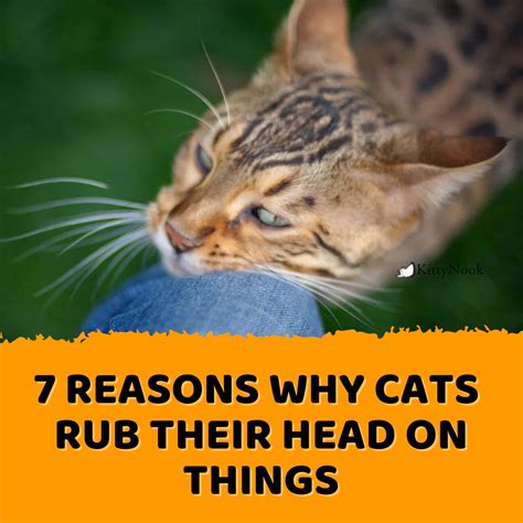 7 Reasons Why Cats Rub Their Head On Things Kittynook Cat Co
