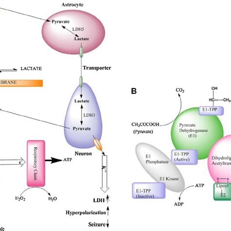 A A Scheme Of The Metabolic Process That Links Pdhc Deficiency To Atp