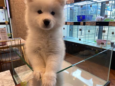 사모예드 꼬비 코카스파니엘분양가격 폼스키분양가격 폼치분양가격 폼피츠분양가격 푸숑분양가격 고양이분양가격 랙돌분양가격 러시안블루분양가격 먼치킨분양가격 브리티쉬숏헤어분양가격