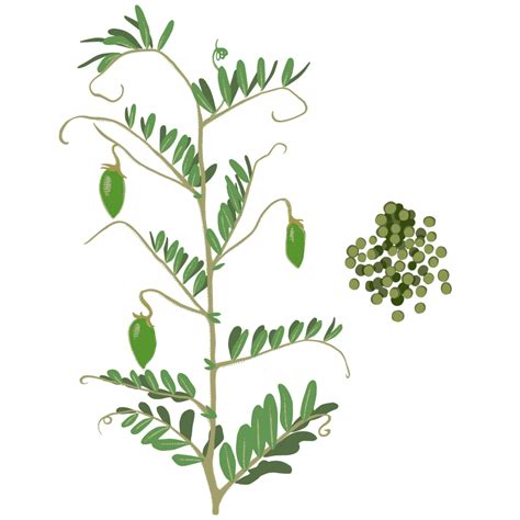 Lentil
