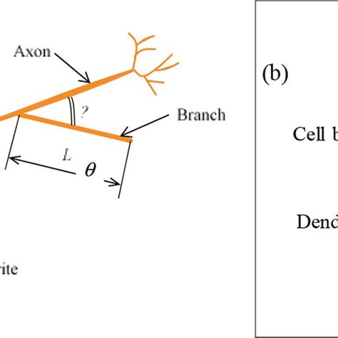Schematic View Of Axon Morphology Model A Characteristic Values Of Download Scientific