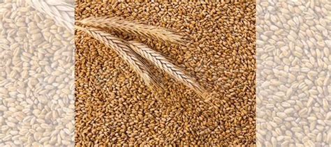 Комбикорм Пшеница купить в Белгороде Животные и зоотовары Авито