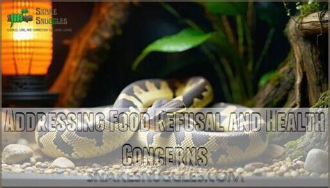 What Do Ball Pythons Like To Eat Diet And Feeding Guide 2025