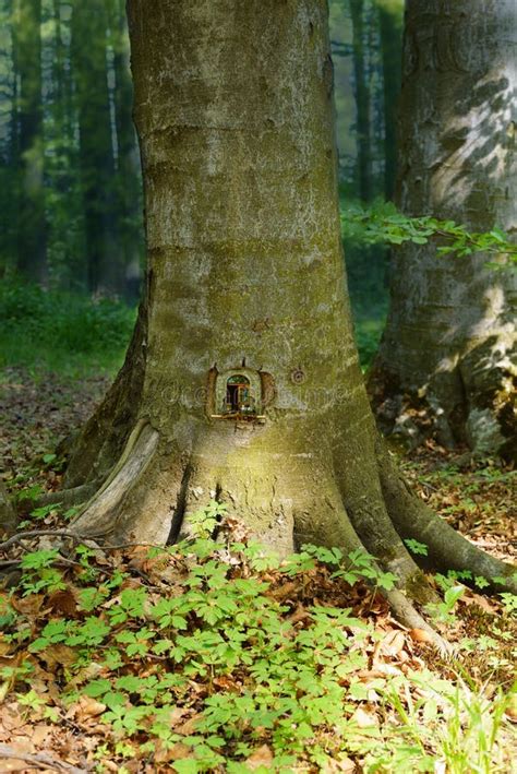 In The Depths Of A Beech Forest Perennial Trees On A Summer Day Stock Photo Image Of
