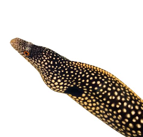 White Spotted Dragon Eel Africa Harrys Marine Life