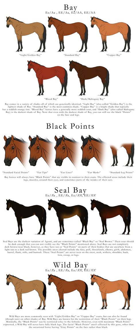The Genetics Behind Pure Thoroughbred Colors By Thoroughbred Society On