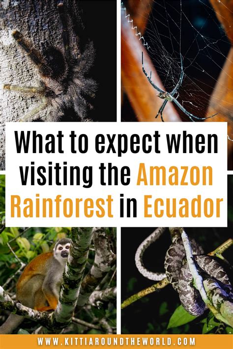 What To Expect When Visiting The Amazon Rainforest In Ecuador Amazon Rainforest Rainforest