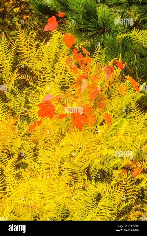 Late Summerautumn Hay Scented Fern With Red Maple Seedling Greater