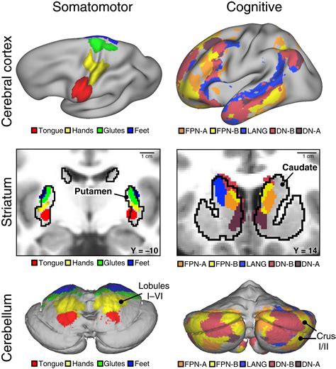 Within Individual Organization Of The Human Cognitive Cerebellum Evidence For Closely