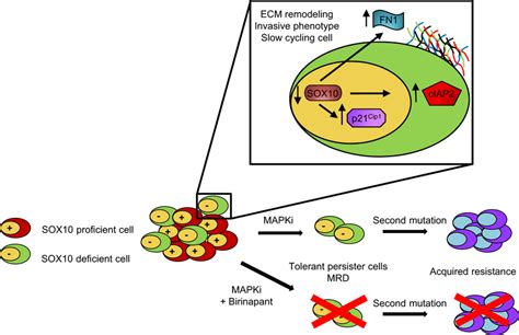 Schematic Showing The Effects Of Sox10 Loss In Melanoma Sox10 Loss