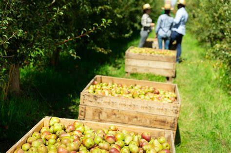 Hdmnet Object Detection Technique Automates Pear Harvest