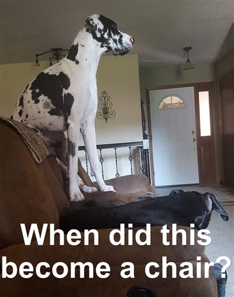 20 Best Great Dane Memes Of All Time Ncipen