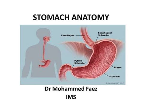 Anatomy Of Duodenum Duodenum Structure Ppt Of Duodenum Power Point…