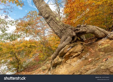 Twisted Tree Roots Growing Out Ground Stock Photo 2143714833 Shutterstock