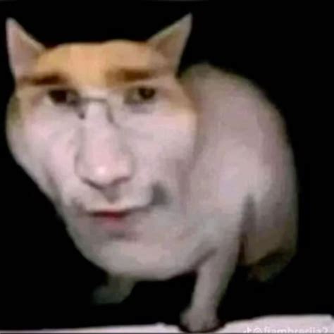 34 Brainrot Cats Ideas In 2025 Cat Memes Silly Cats Pictures Cats