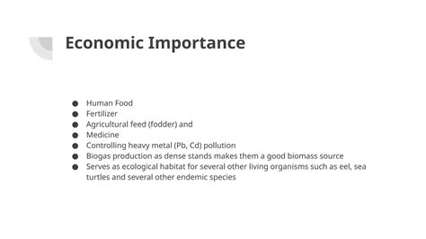 Sargassum Morphology Life Cycle And Significance Pptx