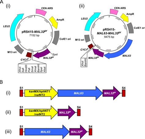 Plasmid Maps A Available Yeast E Coli Shuttle Plasmids With The