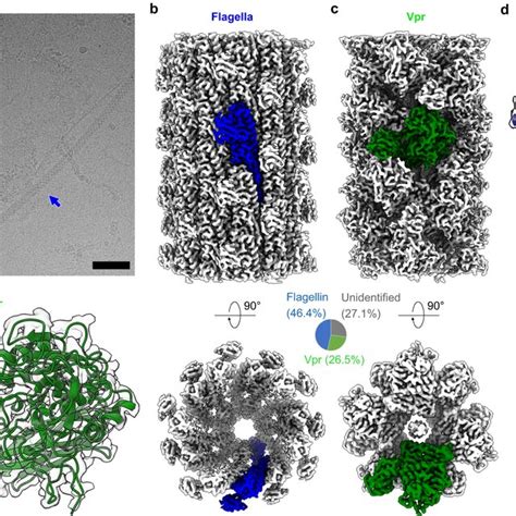Cryo Em Structures Of Flagella And Vpr Fibrils A Representative Cryo Em Download Scientific