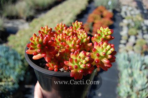 Sedum Rubrotinctum