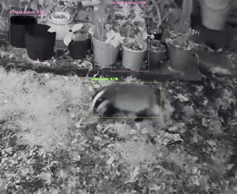 Deterring Foxes And Badgers With Tensorflow Lite Python Raspberry Pi Ring Cameras