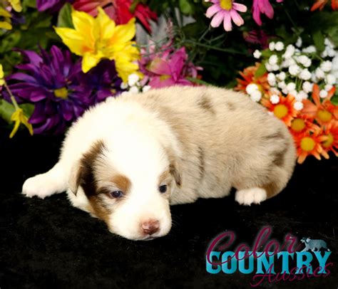 Red And Smoke Red Merle Female 1 Color Country Aussies
