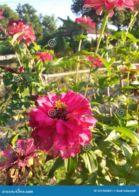 Flores Laterais Imagem De Stock Imagem De Arbusto Wildflower 251569851