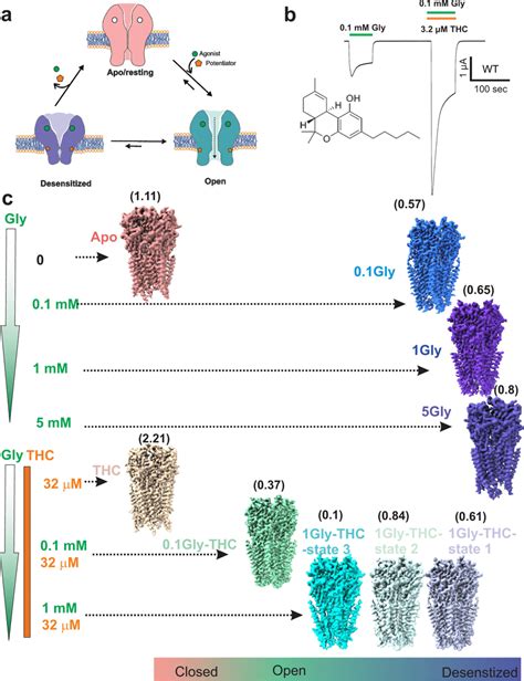 Cryo Em Analysis Of Glyr Gating And Thc Modulation A Schematic