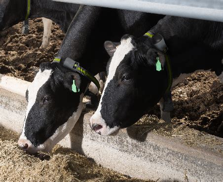 Smart Tags And Systems For Cow Monitoring For Reproduction Health And Nutrition Management