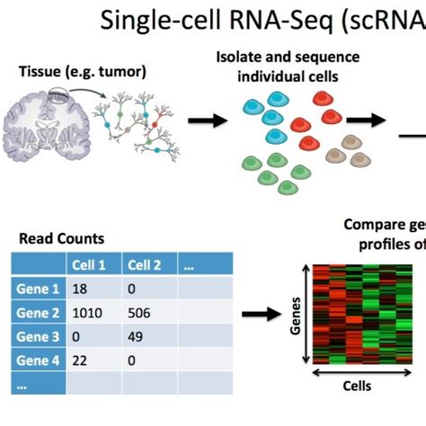 Giải Trình Tự Rna Tế Bào đơn Scrna Seq 10x Genomics Genesmart Co Ltd