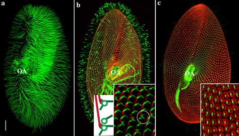 Pattern Of Cilia And Basal Bodies In Paramecium Images Are Projections