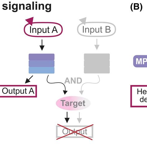 Mapk Cascade As A Nexus For Signaling Pathways A Schematics Of