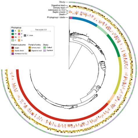Core Genome Phylogenetic Tree Of The 910 E Coli Isolates Used In This